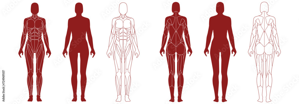 Female figure with anatomical muscles front and back view set. Red ...