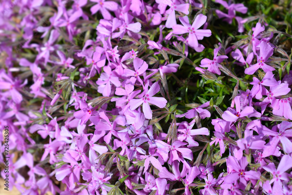 Creeping Phlox flowers Stock Photo | Adobe Stock