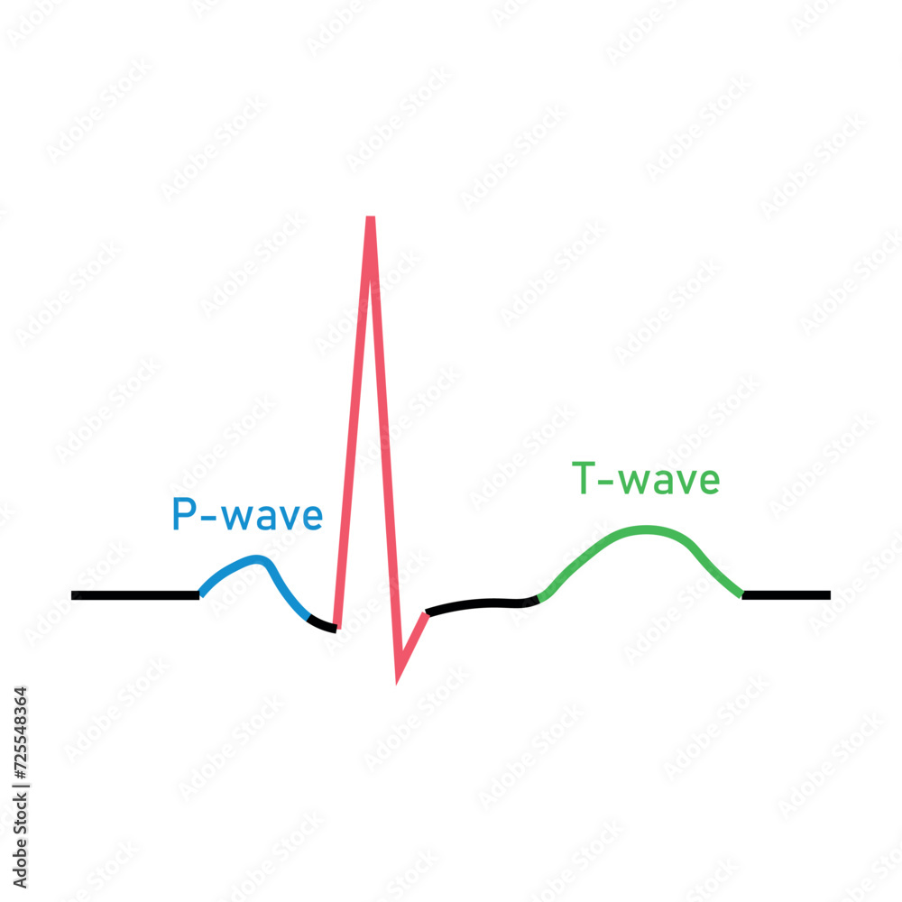 Ventricular repolarization, T wave. The QT interval of ECG. The cardiac ...