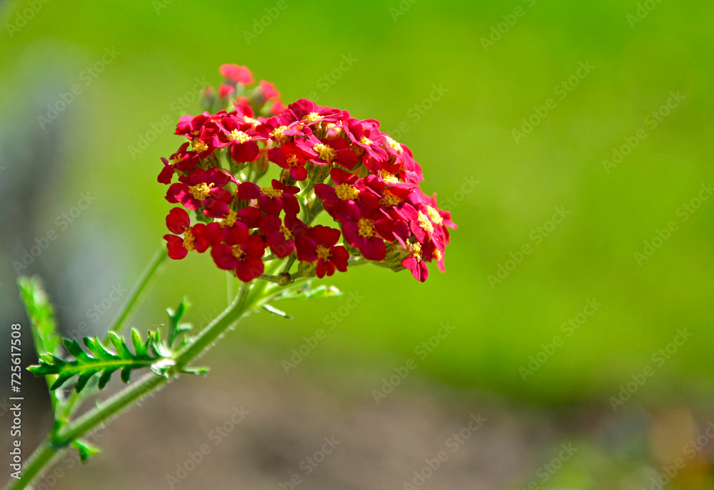 Krwawnik pospolity (Achillea millefolium), common yarrow, krwawnik ...