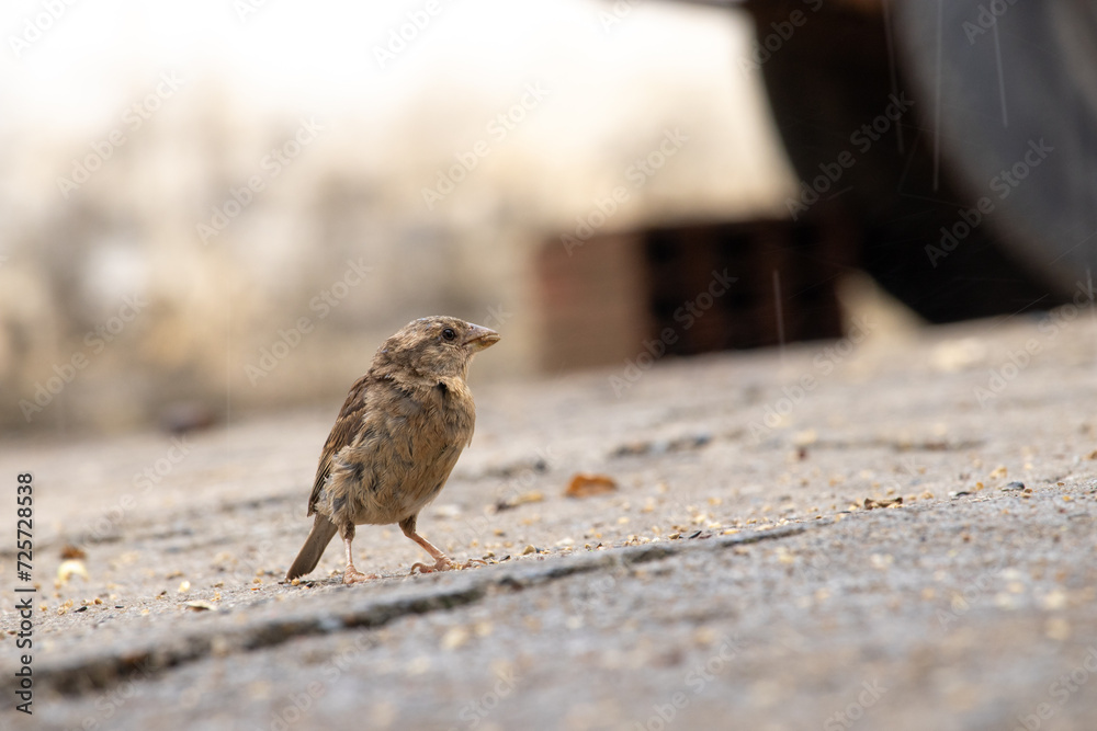 passer. Passer is a genus in the family Passeridae, also known as ...