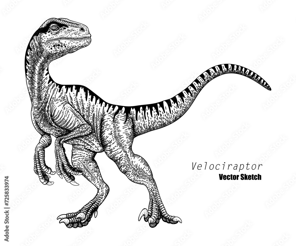 Velociraptor. Dinosaur sketch drawing. Black and white. Hand drawn ...