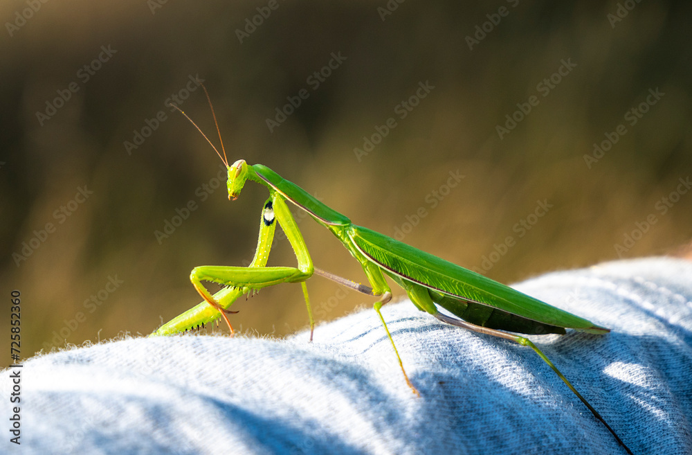 Common praying mantis on a human hand. Large predatory insect. The ...
