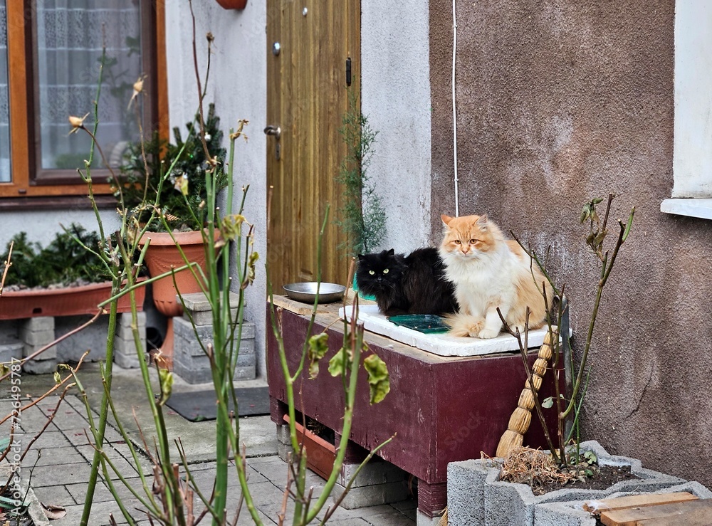 Cats pets animals couple. Farm Cats Outside next to Barn. cat couple ...