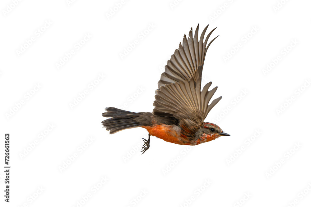 Vermilion Flycatcher (Pyrocephalus rubinus) High Resolution Photo, In ...