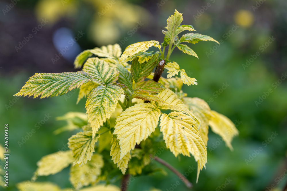 Raspberry plant with yellow leaves, green veins. Nutrient deficiency ...