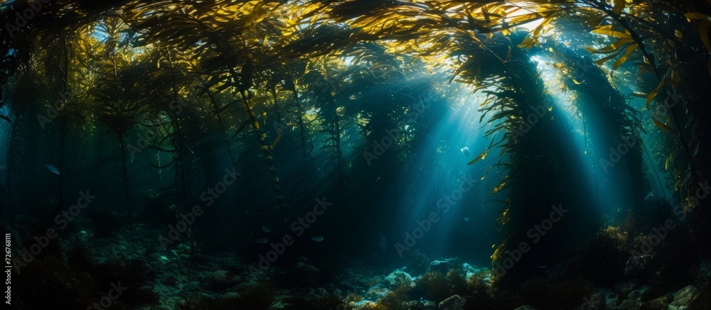 A dark, submerged forest near the Channel Islands in California, part ...