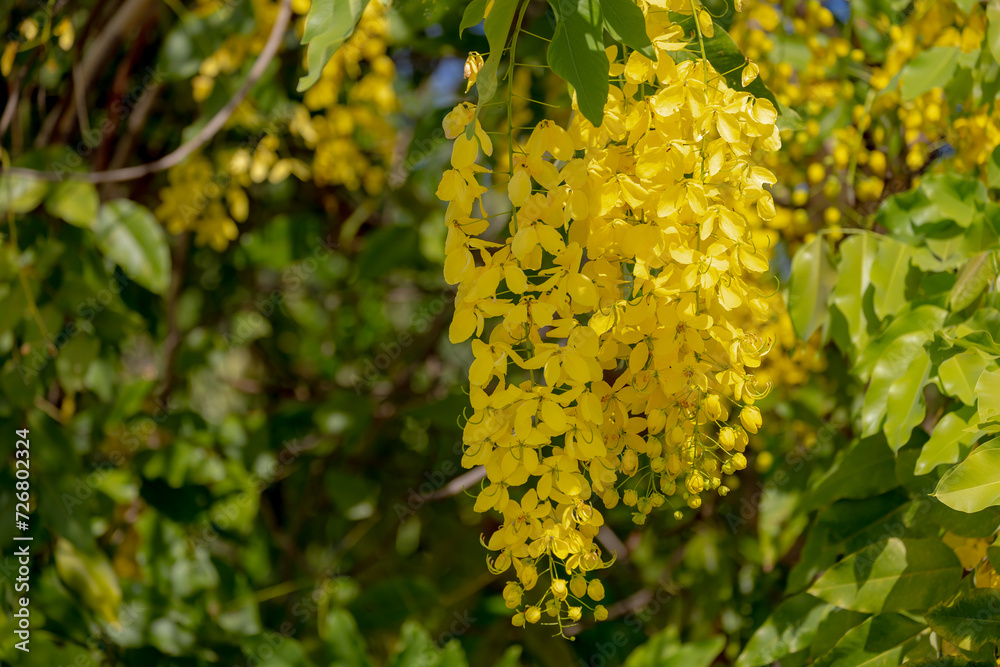 Selective focus of golden yellow flowers on the tree, Cassia fistula or ...