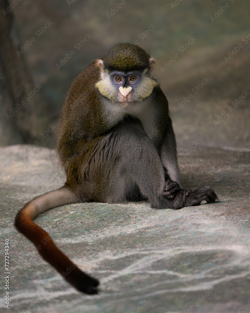 Schmidt's Red-Tailed Guenon (Cercopithecus ascanius schmidt) full body ...