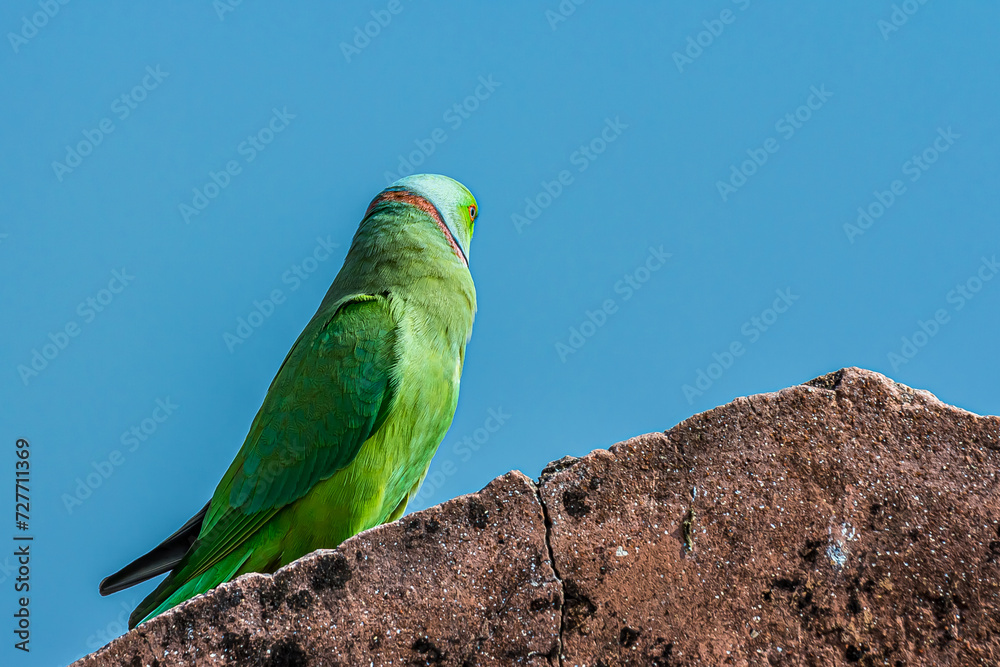 Indian ringed parrot sittingon the stone wall of an ancient fort or ...