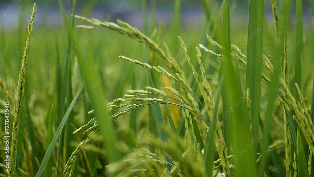 Stock-Foto „Rice Field Green agriculture ecosystem Asian rice paddy ...