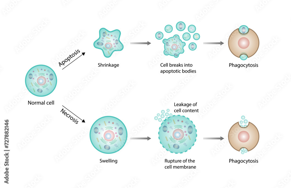 Necrosis and apoptosis of normal cell. cell death labeled outline ...