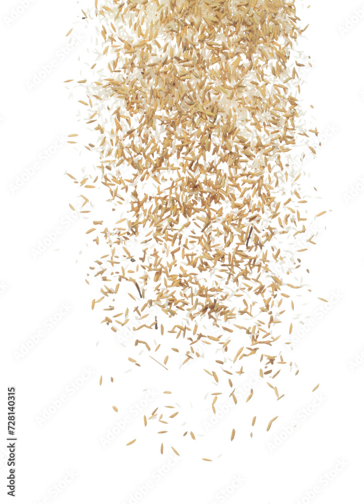 Paddy Rice grain fly in mid air. Yellow Golden Paddy Rice falling ...