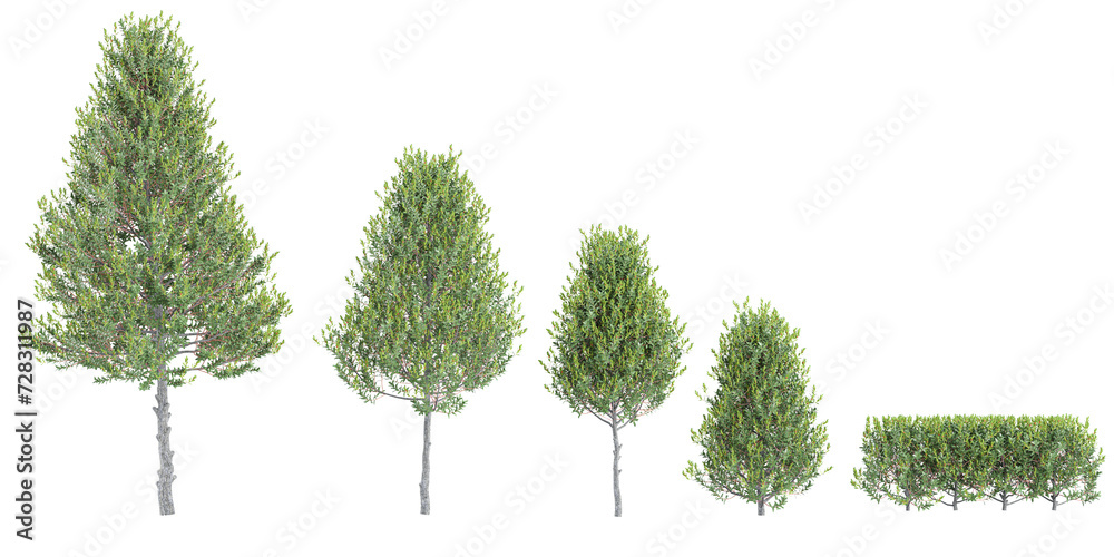 Blue holly trees with transparent background, 3D rendering, for ...
