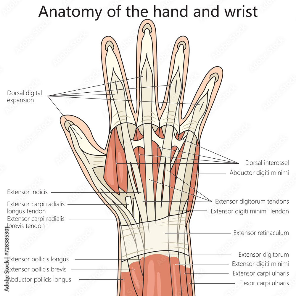 anatomy of hand and wrist structure diagram hand drawn schematic raster ...