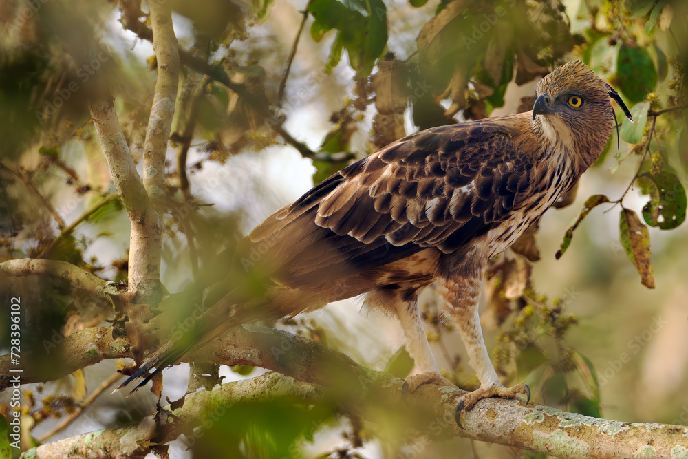 The changeable hawk-eagle (Nisaetus cirrhatus) or crested hawk-eagle ...