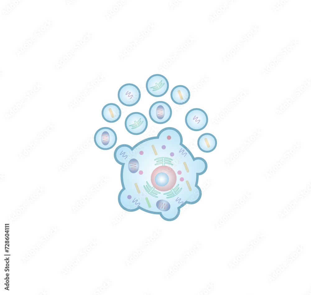 Apoptosis. Programmed cell death. Aging process in cells. Stages of ...