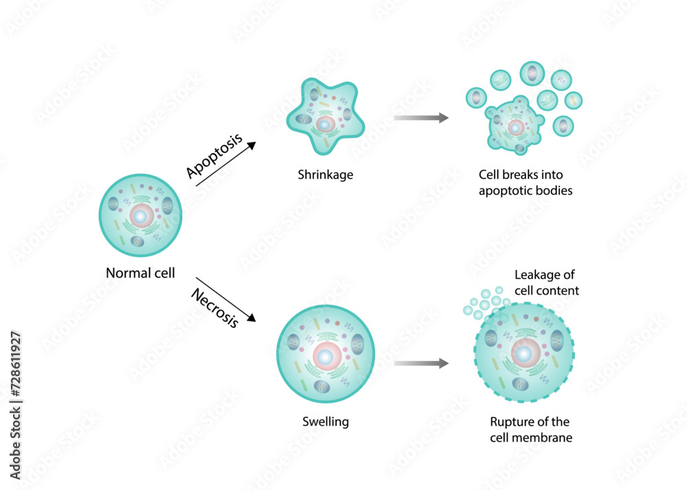 Necrosis and apoptosis of normal cell. cell death labeled outline ...
