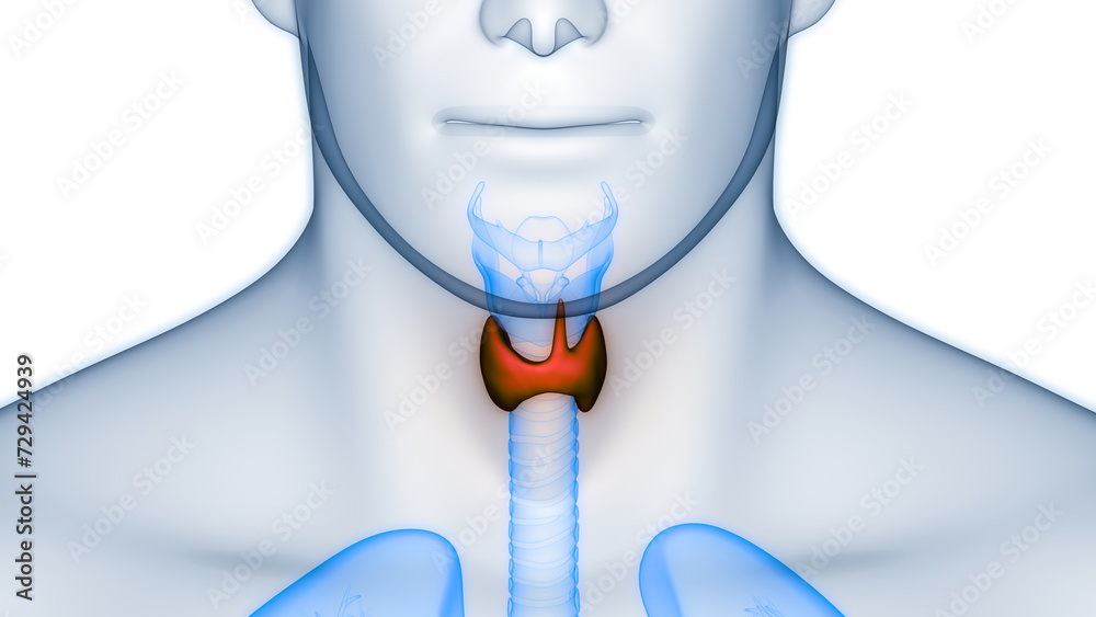 Human Body Glands Thyroid Gland Anatomy Stock Illustration | Adobe Stock