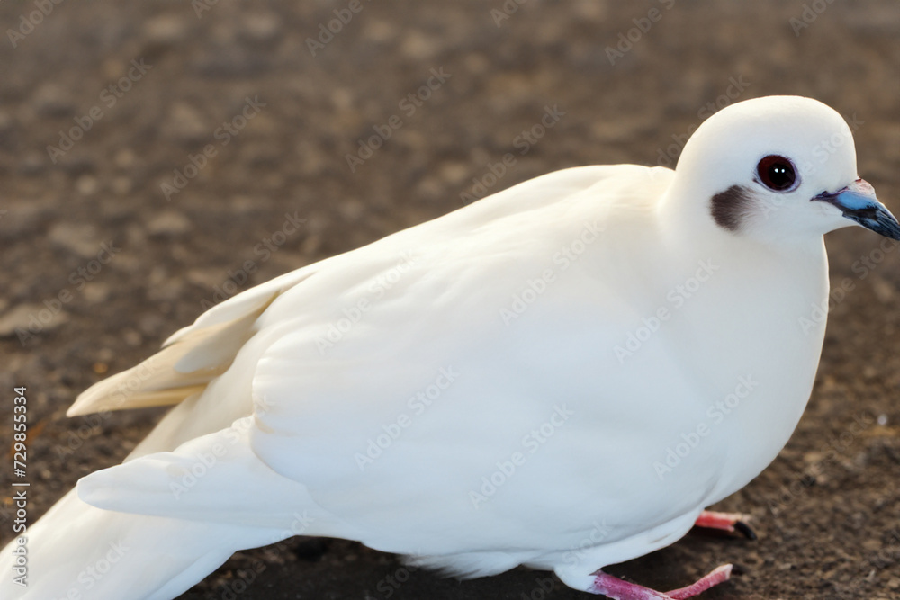 beautiful bird. a cute white dove with a dark spot on its neck sits on ...