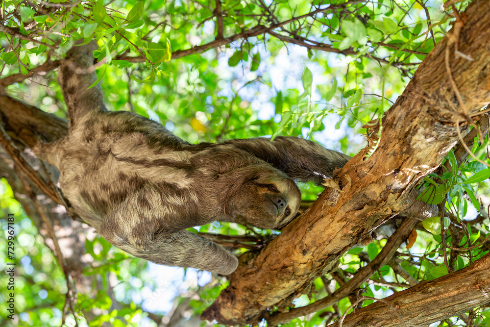 Three-toed or three-fingered sloths (Bradypus variegatus), arboreal ...