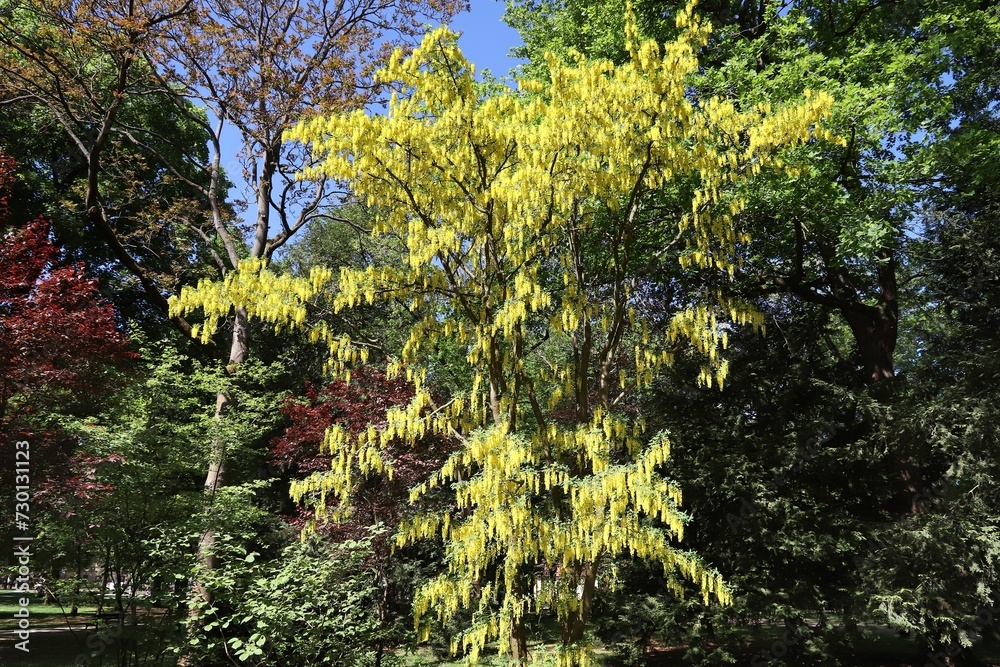 Laburnum golden chain tree in bloom Stock Photo | Adobe Stock