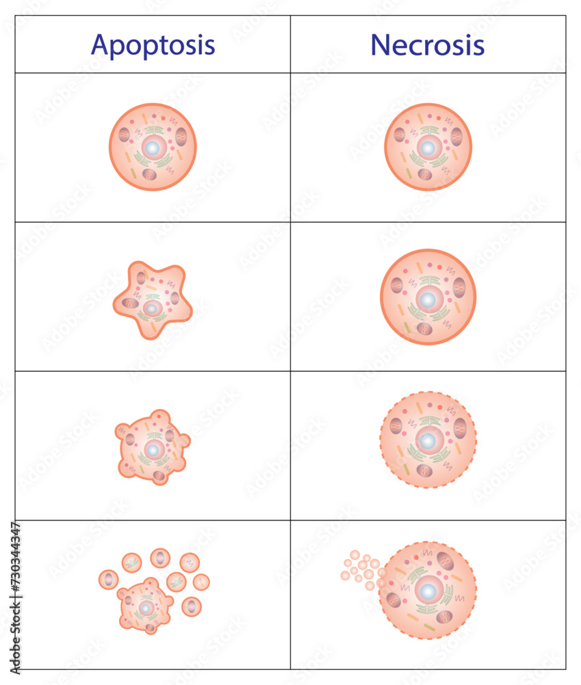 Apoptosis and necrosis of normal cell. Cell death types. Labeled scientific diagram. Vector ...