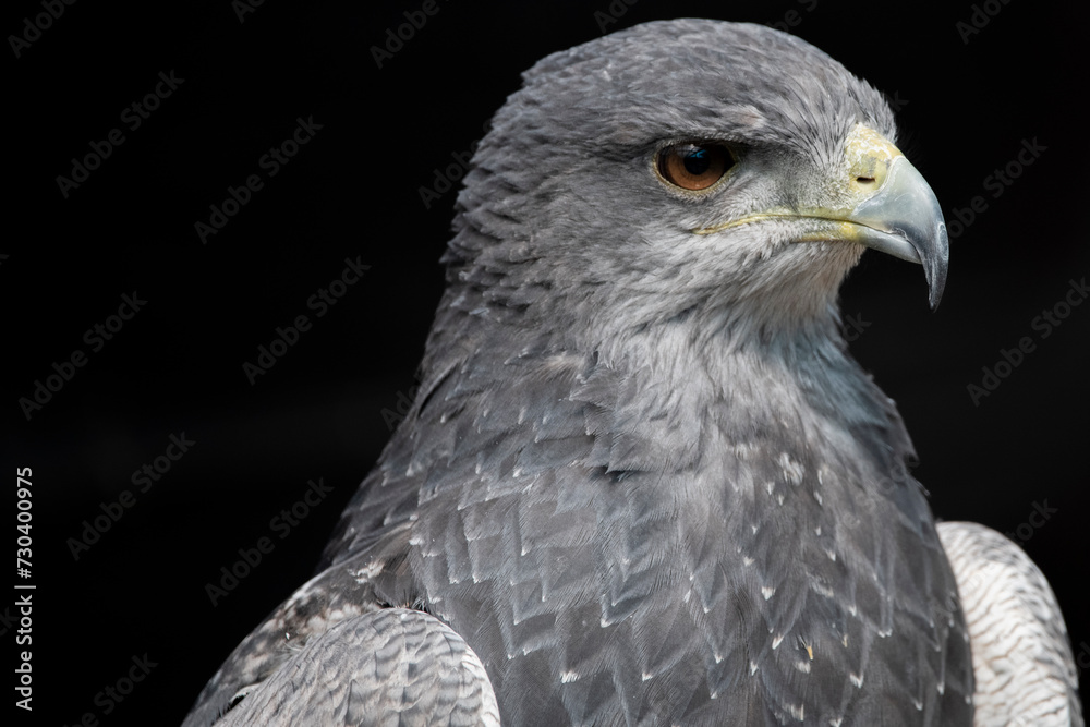 A Chilean Blue Eagle. Also known as the Black-Chested Buzzard-Eagle ...