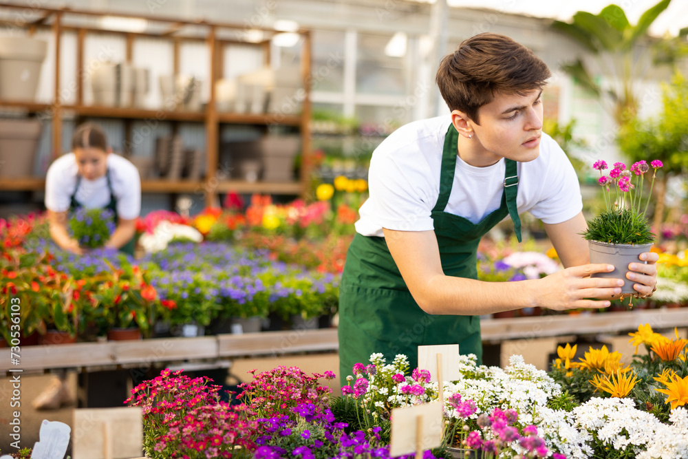 Man flower shop worker changes arrangement of pots with armeria and ...