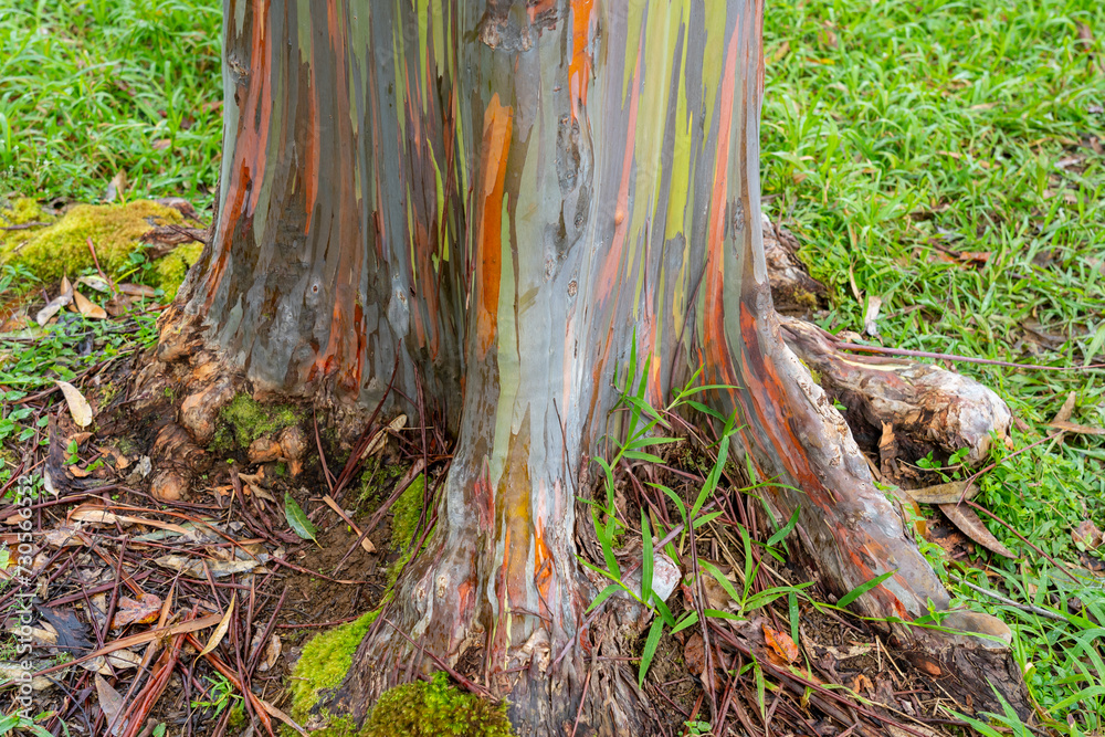 Foto de Stock Rainbow Eucalyptus tree at Keahua Arboretum near Kapa'a ...