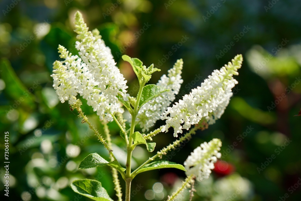 Focus on Curly butterfly bush, Long spiked butterfly bush or Summer ...