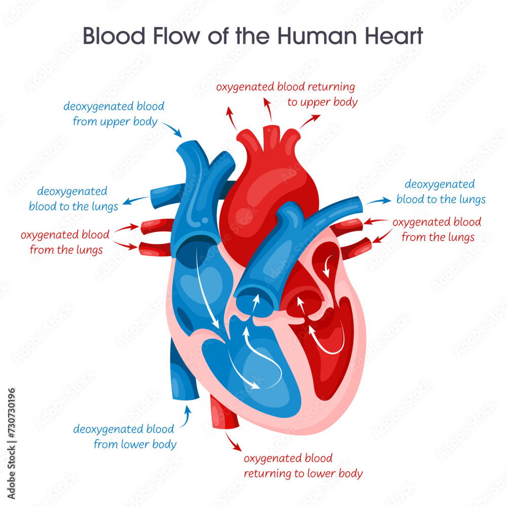 เวกเตอร์ Stock Blood flow of a human heart vector illustration ...