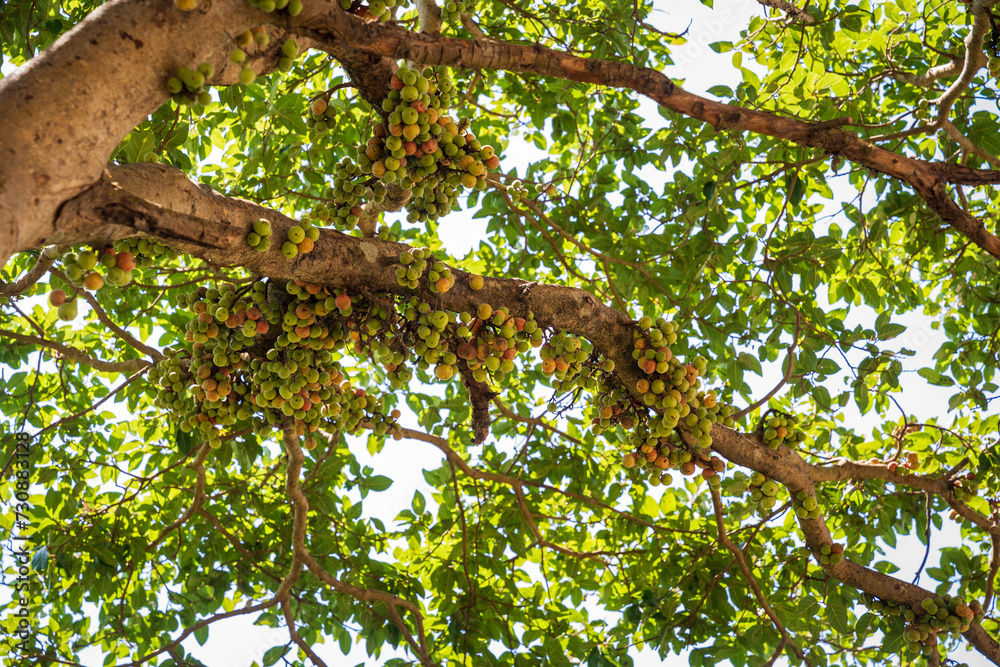 Ficus Racemosa, one of genus ficus fruit. Popularly known as the ...