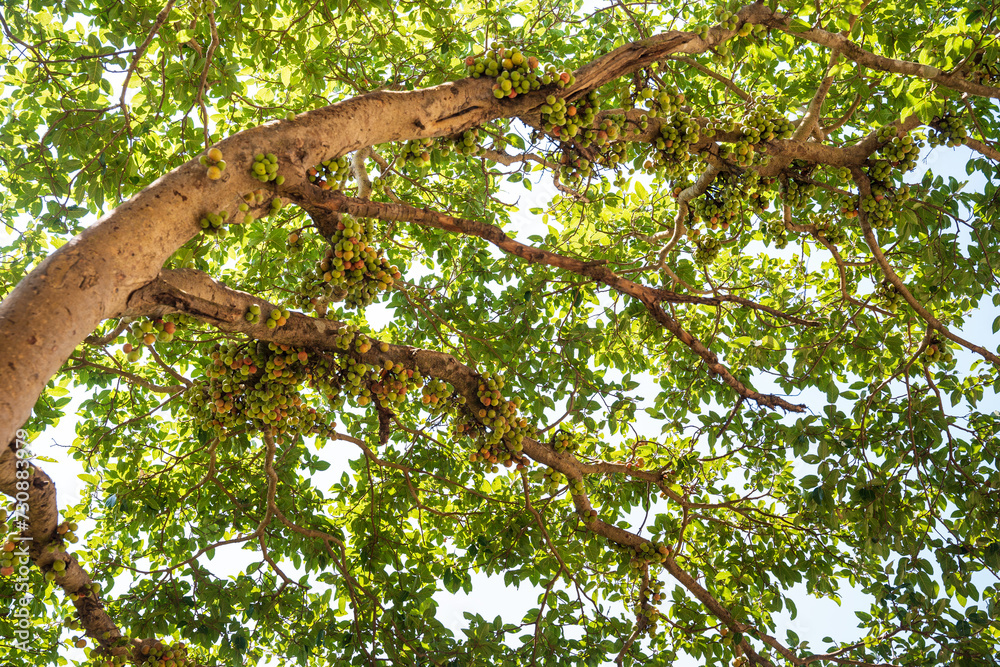 Stock-Foto „Ficus Racemosa, one of genus ficus fruit. Popularly known ...