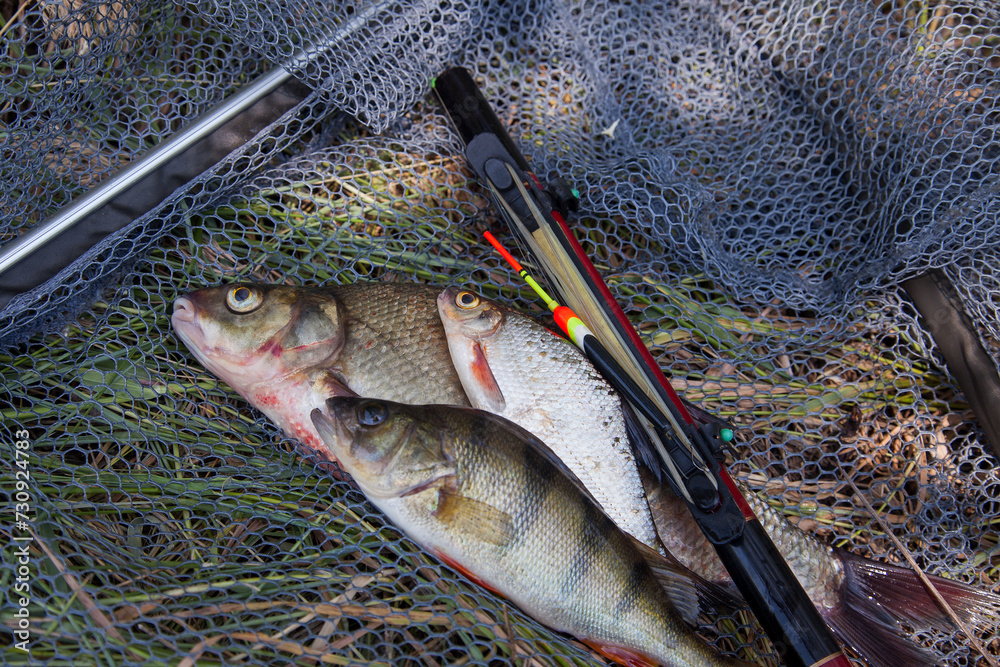 Assort kinds of fish - freshwater common bream, common perch or ...