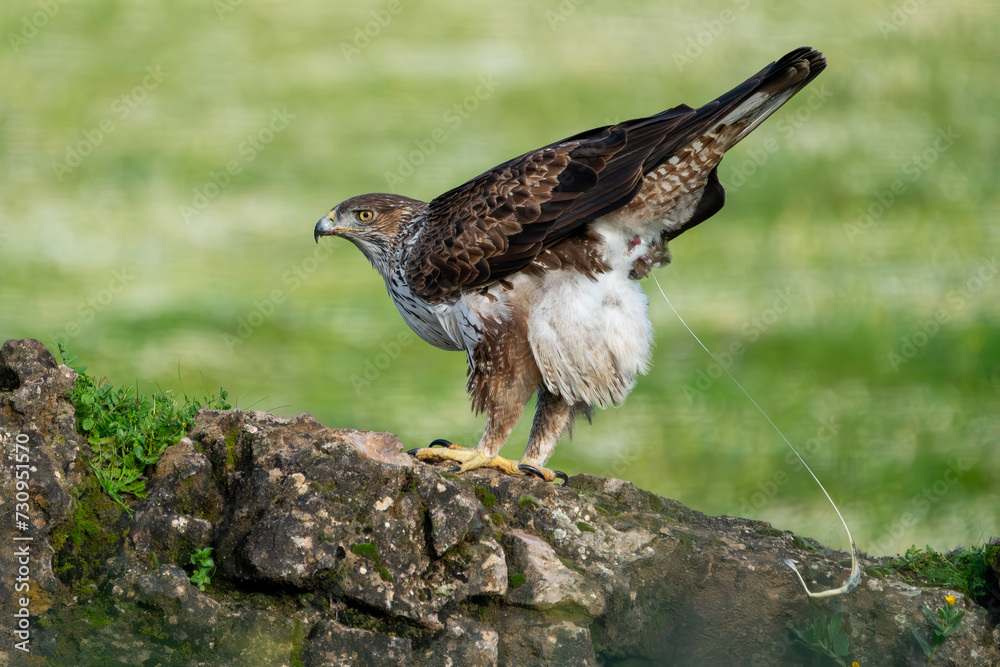 Beautiful close up portrait of a Bonelli's eagle looking around while ...