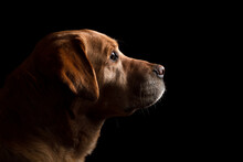 Yellow Lab Portrait Free Stock Photo - Public Domain Pictures