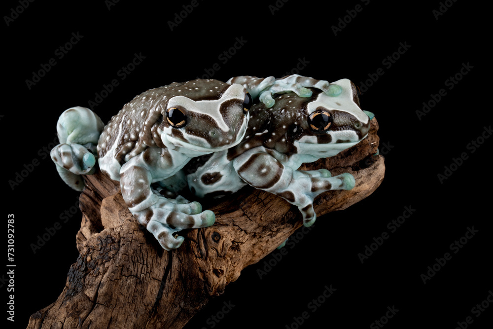 The Amazon Milk Frog (Trachycephalus resinifictrix) or Blue Milk Frog ...