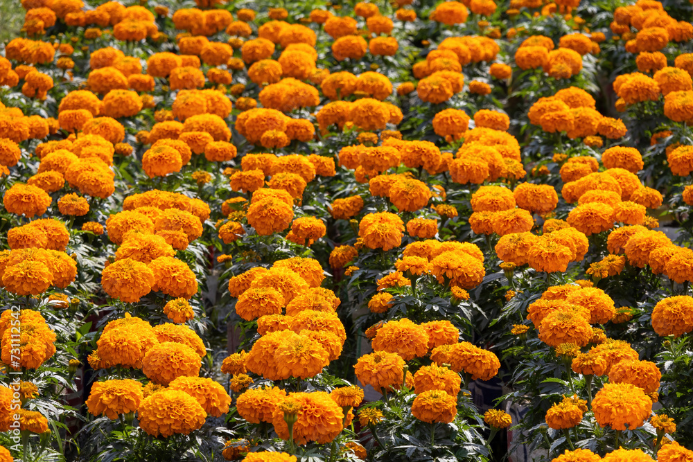 Lots of beautiful bright orange Marigolds flower backgrounds. It is an ...