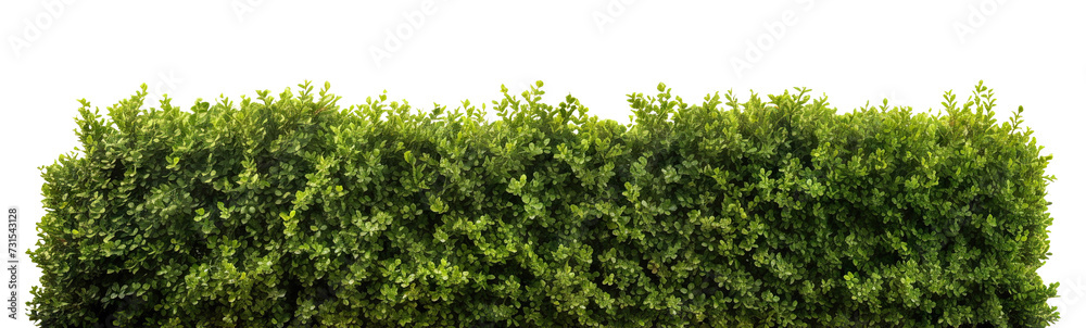 Lush green hedge trimmed neatly, cut out Stock Photo | Adobe Stock