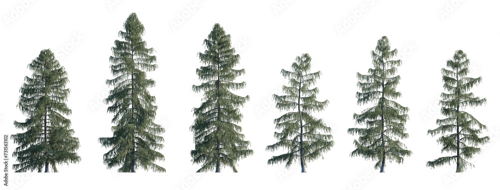 Picea breweriana frontal set (Brewer spruce, Brewer's weeping spruce ...