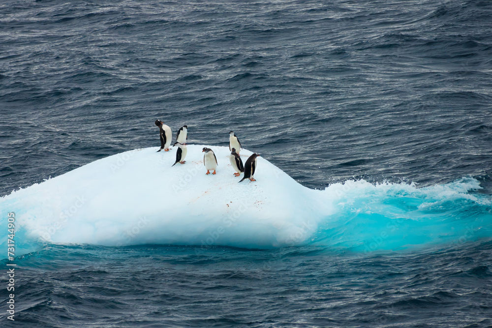 Iconic image of a flock of penguins on an ice float surrounded by the ...