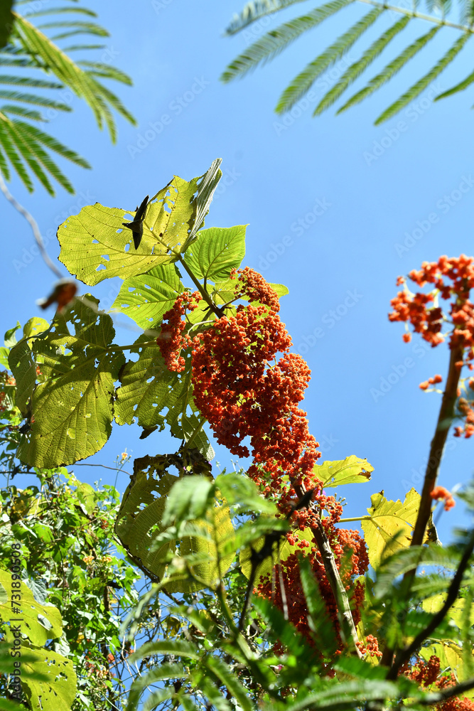 Flores rojas de Chichicaste, planta originaria de Centroamérica en ...