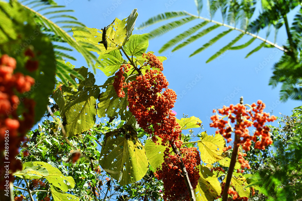 Flores rojas de Chichicaste, planta originaria de Centroamérica en ...