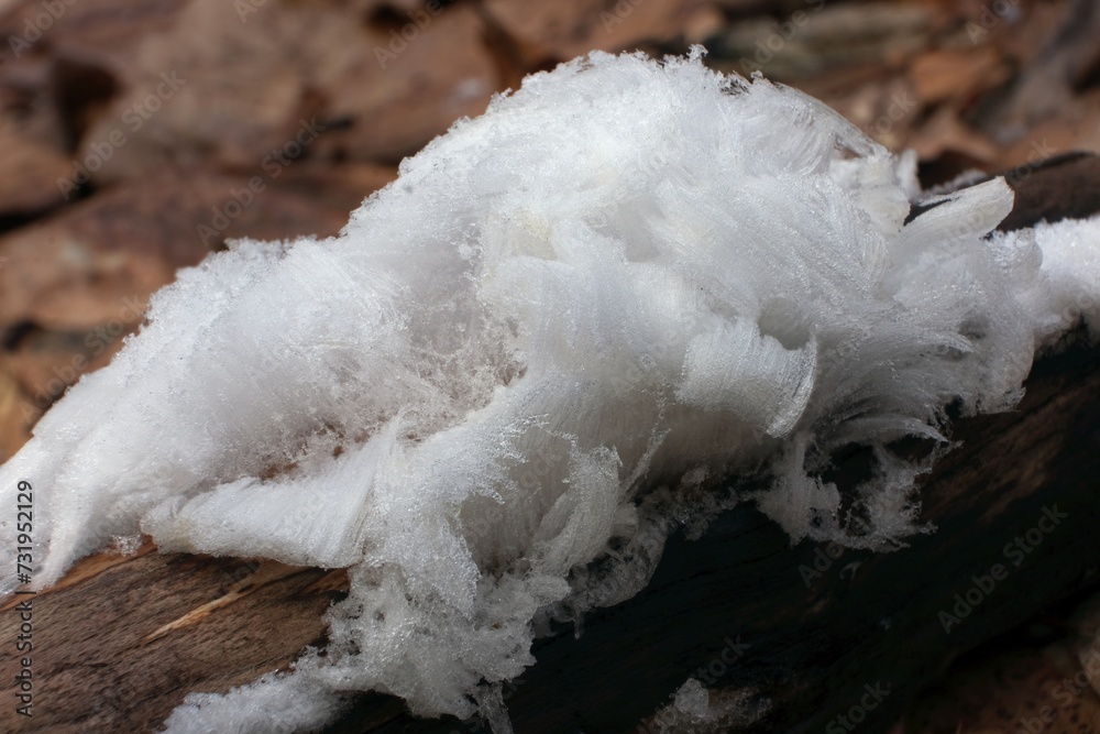 An unusual natural phenomenon - mysterious hair ice on wood looks like ...