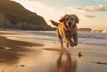 Summer Dogs Running On Beach Art Free Stock Photo - Public Domain Pictures