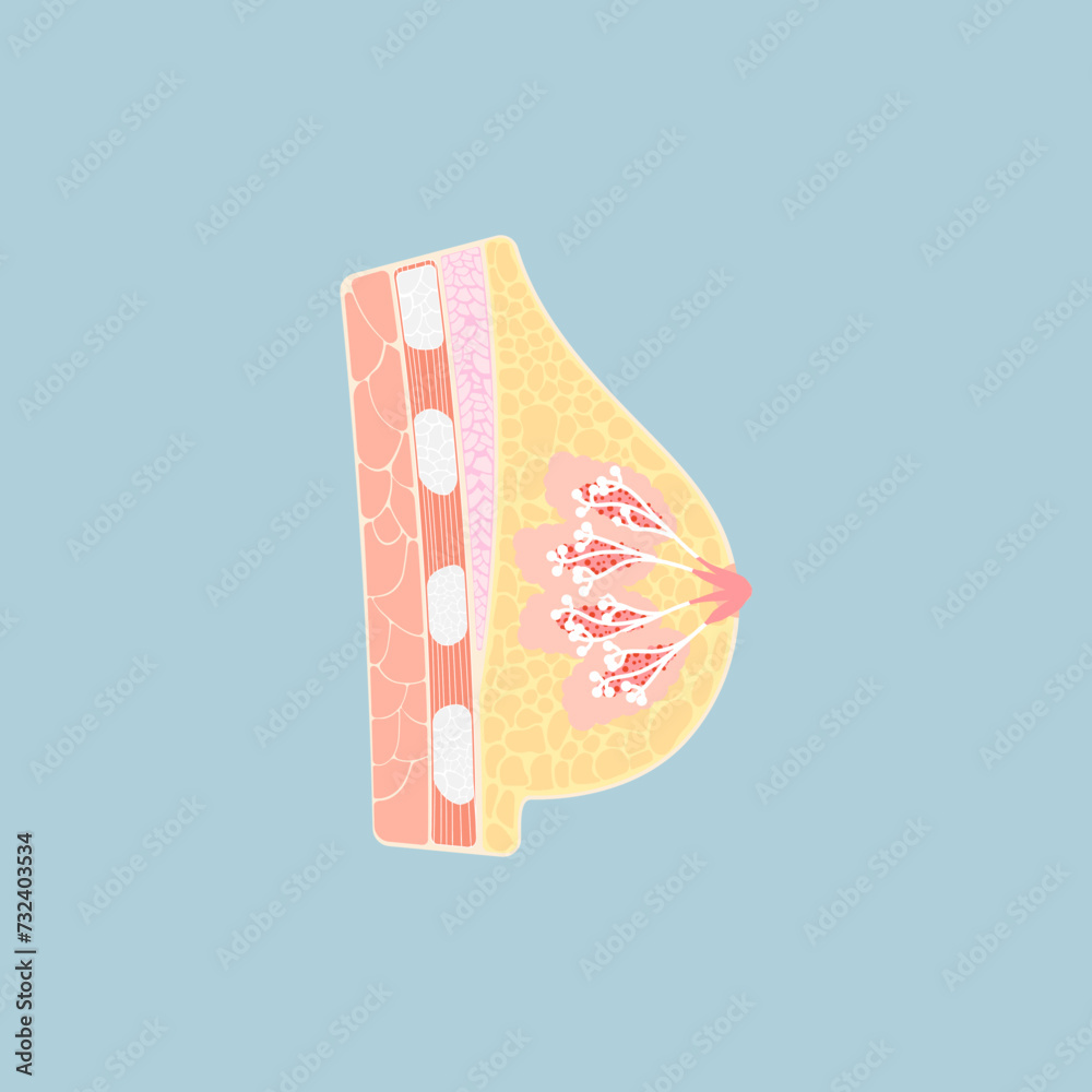 human breast, mammary nipple, internal organs anatomy body part nervous ...