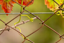 Tendrils Of A Climber Free Stock Photo - Public Domain Pictures