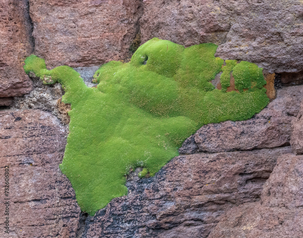 Yareta (llareta, Azorella) an evergreen cushion plant native to the ...