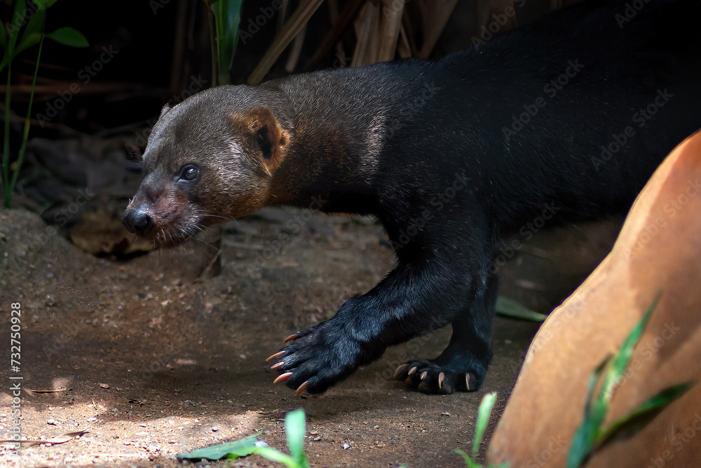 Tayra (Eira barbara) - Central and South America mustelid Stock Photo ...